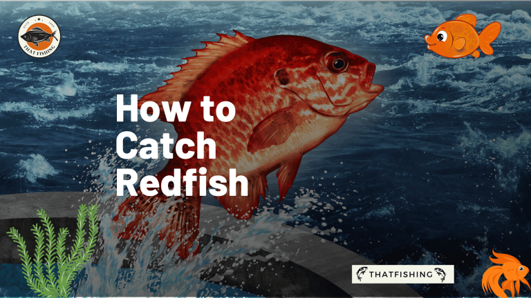 How To Catch Redfish? Everything You Need To Know