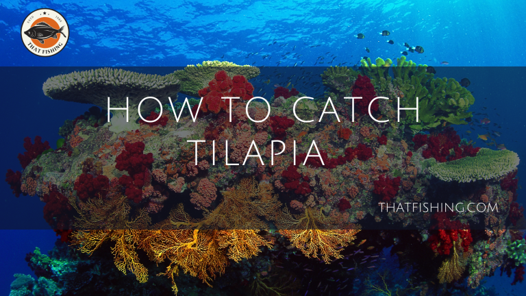 HOW TO CATCH TILAPIA 2024 (6 Easy Proven Steps)