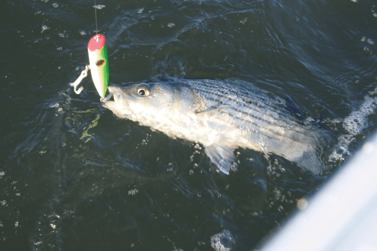 Fishing Terms 2024: A Complete Dictionary Of Fishing
