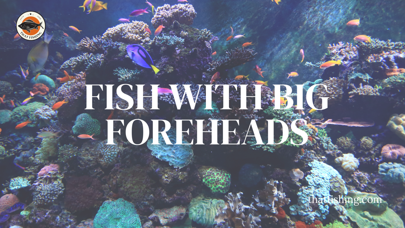 10+ Fish With Big Foreheads With Images & Complete Info