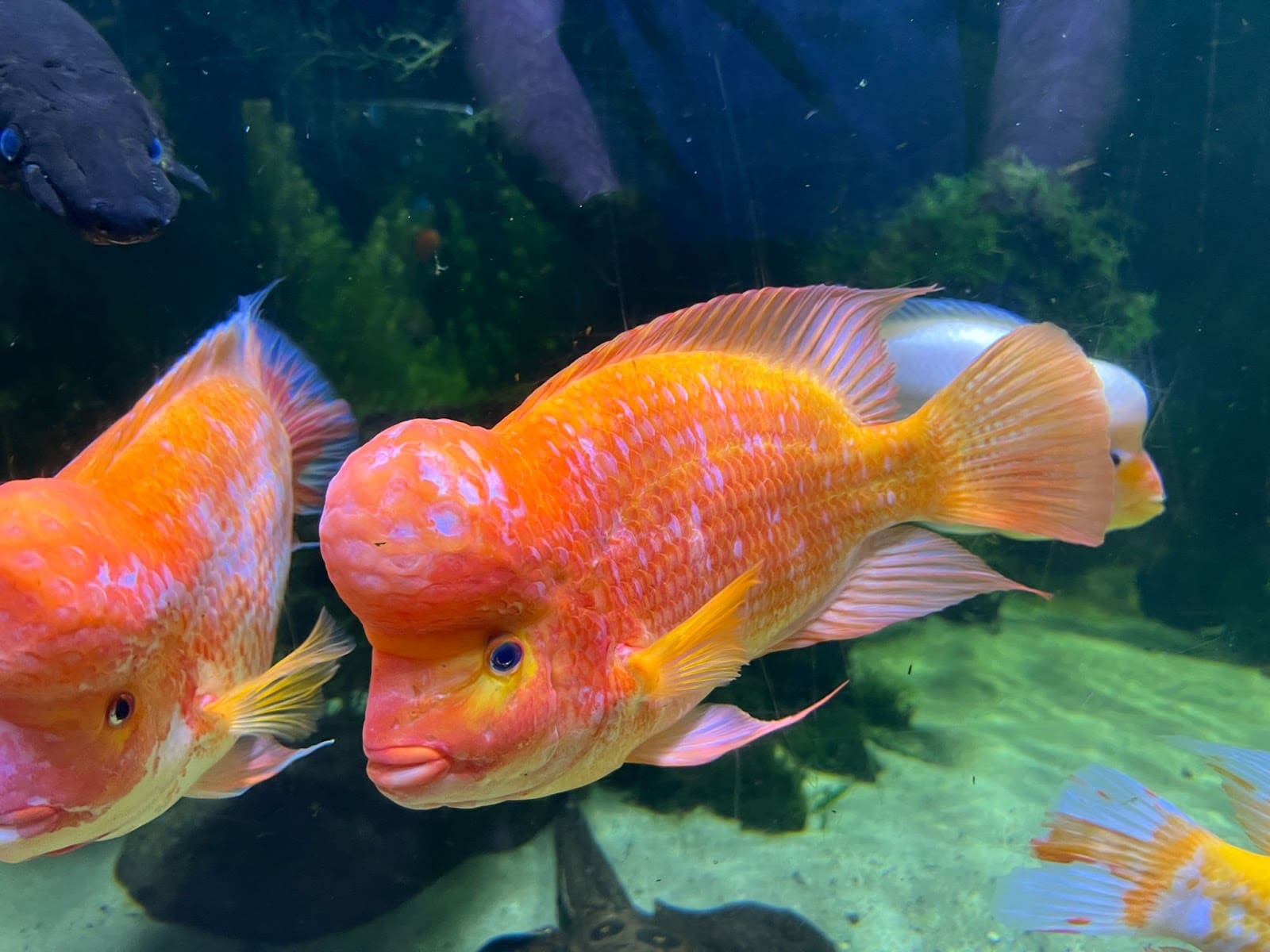 10+ Fish With Big Foreheads With Images & Complete Info