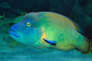 10+ Fish With Big Foreheads With Images & Complete Info