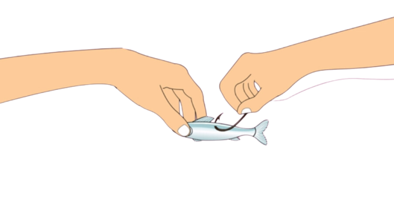 How To Bait A Minnow In 3 Simple Ways (2024)