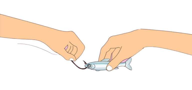 How To Bait A Minnow In 3 Simple Ways (2024)